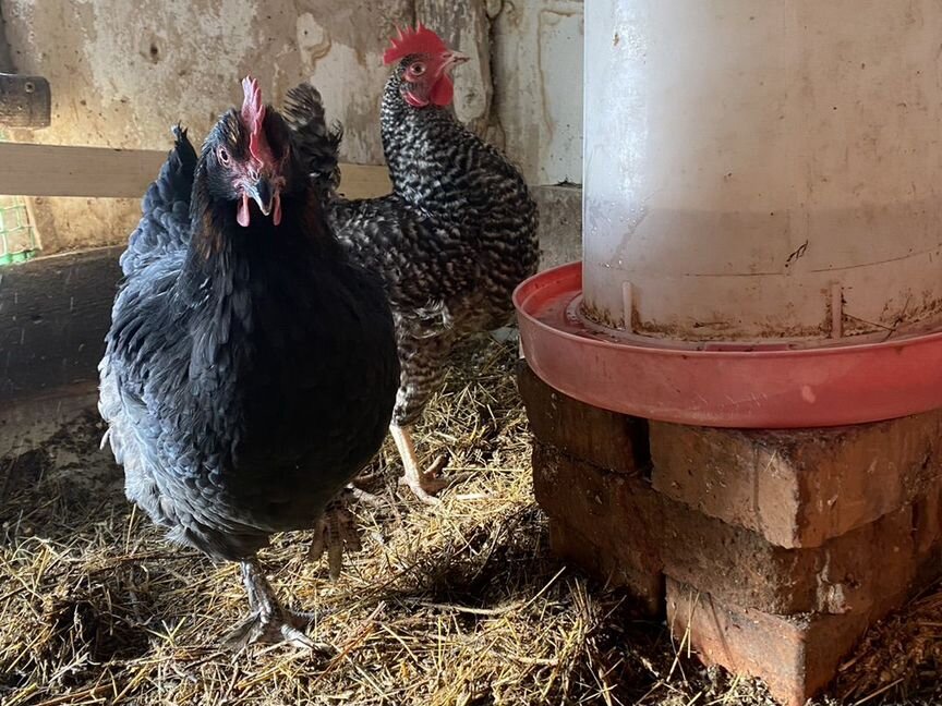 Куры молодки несушки доминант