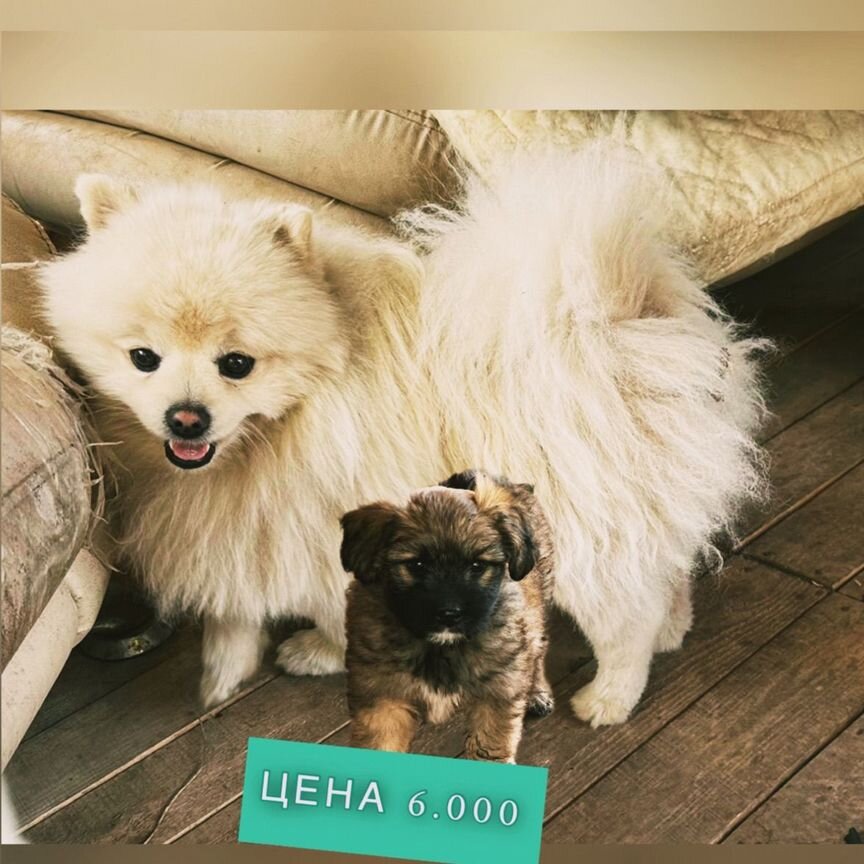Маленькая красавица
