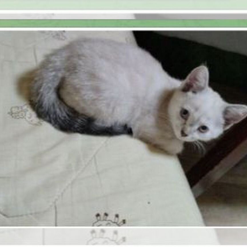 Невский маскарадный котёнок