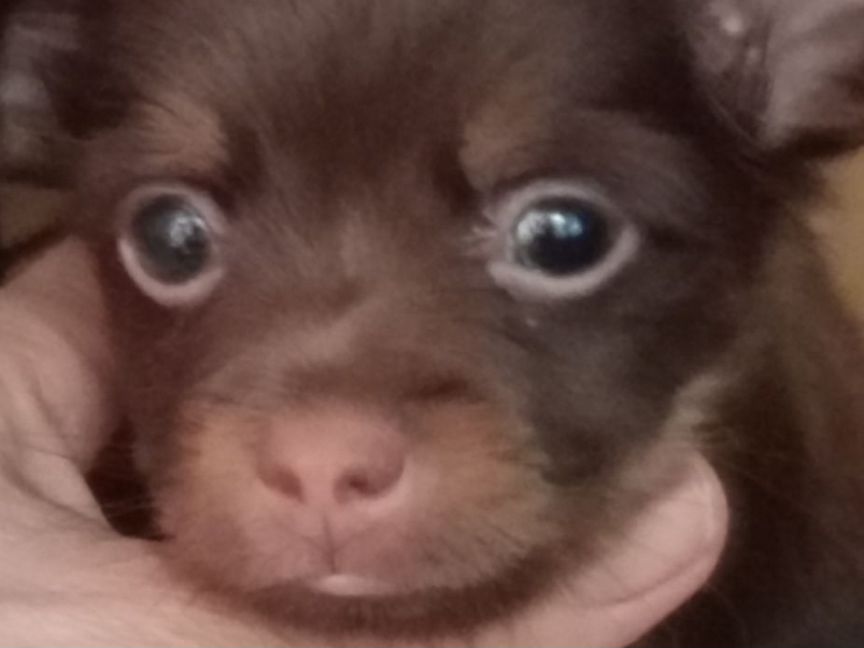 Шоко-Бим рваное ухо