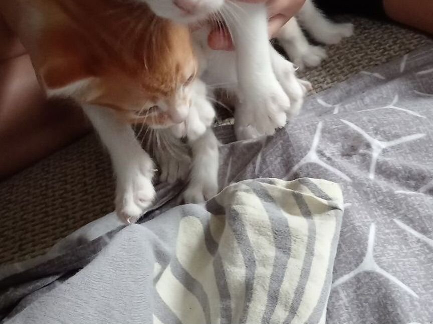 Кошка