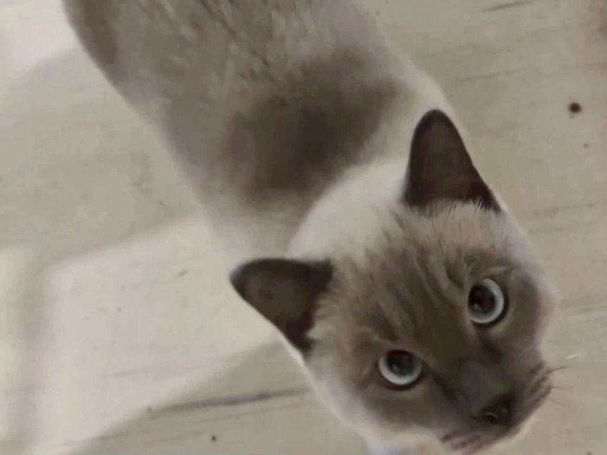 Тайский кот