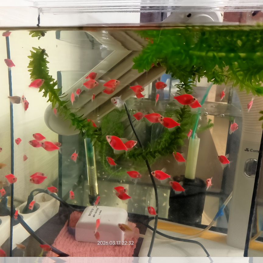 Аквариумные рыбки тернеции glofish