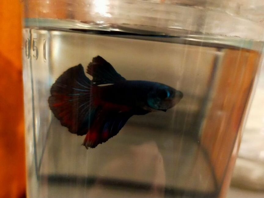 Рыбки Сиамские петушки