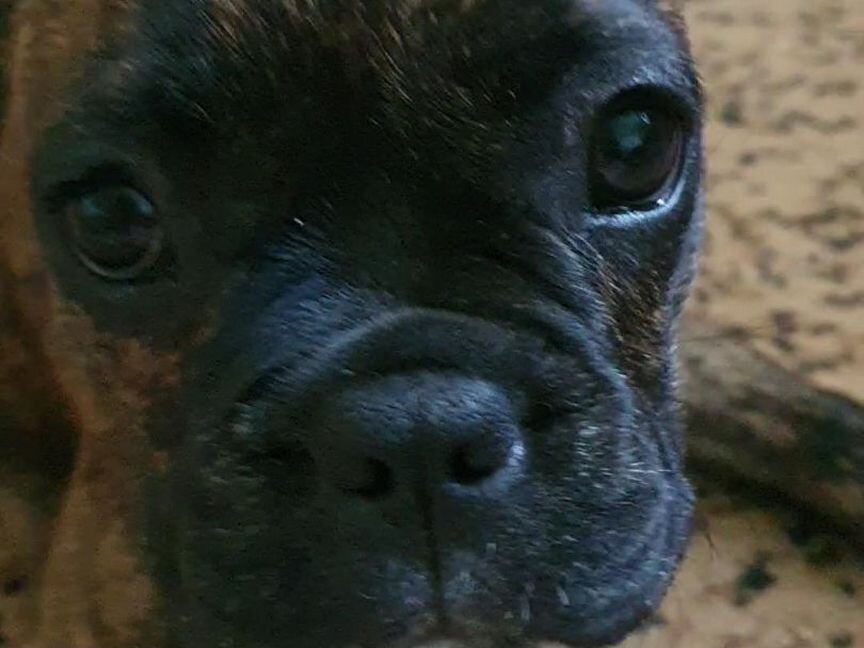 Французский бульдог щенки мини