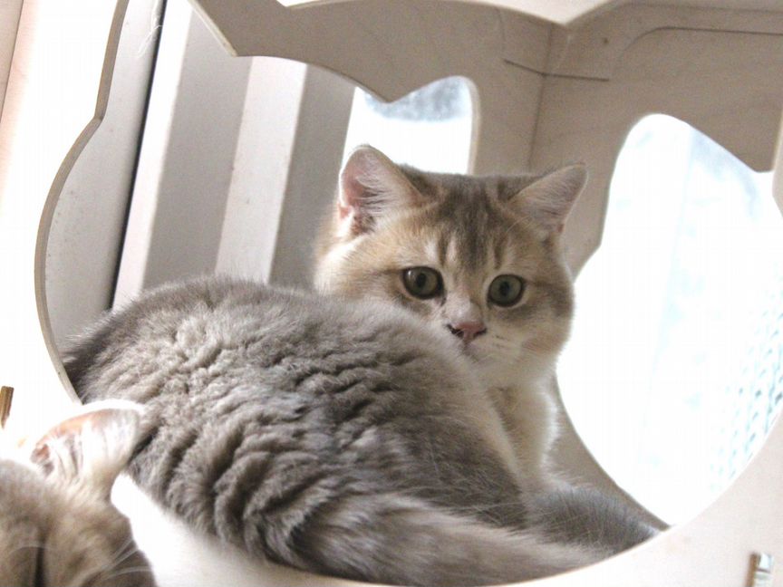Британская золотая шиншилла