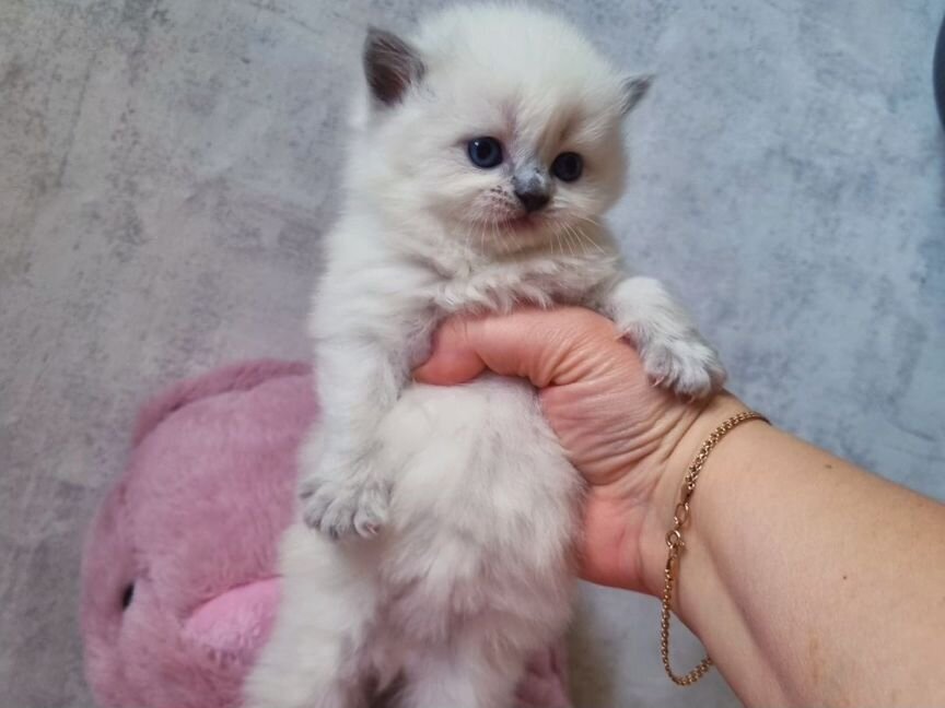 Шикарные котята медвежата