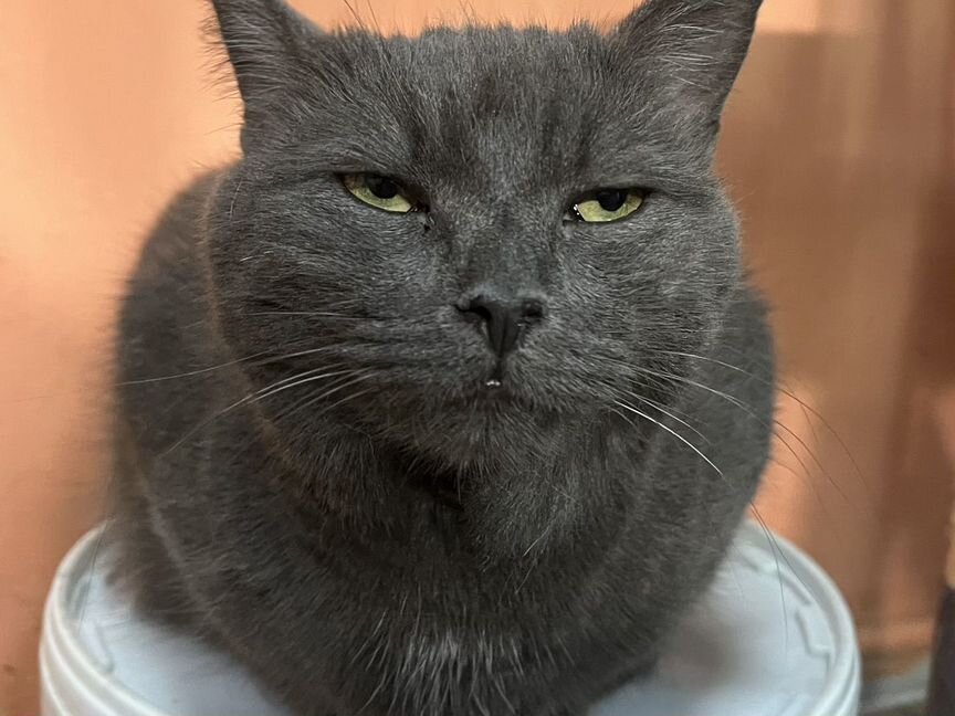 Кошка в добрые руки