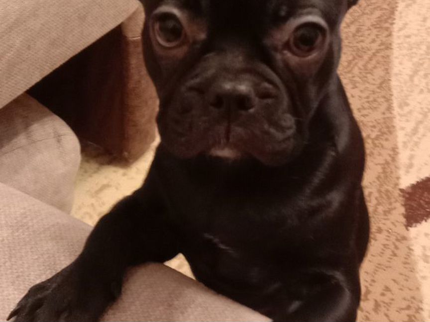 Продаю собаку