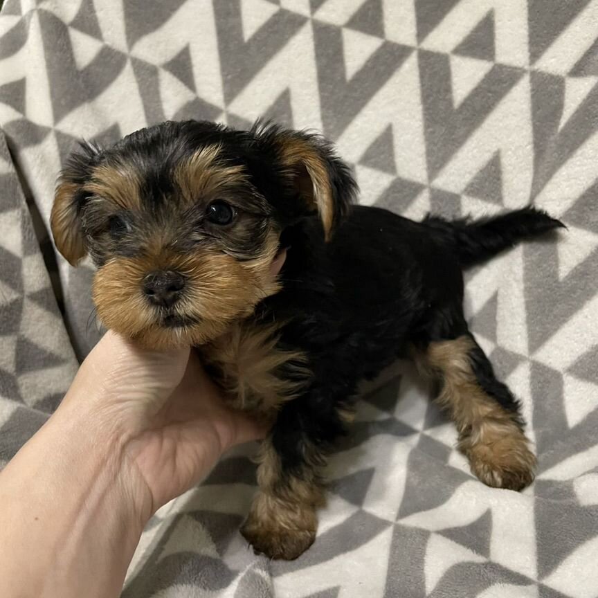 Йоркширский терьер