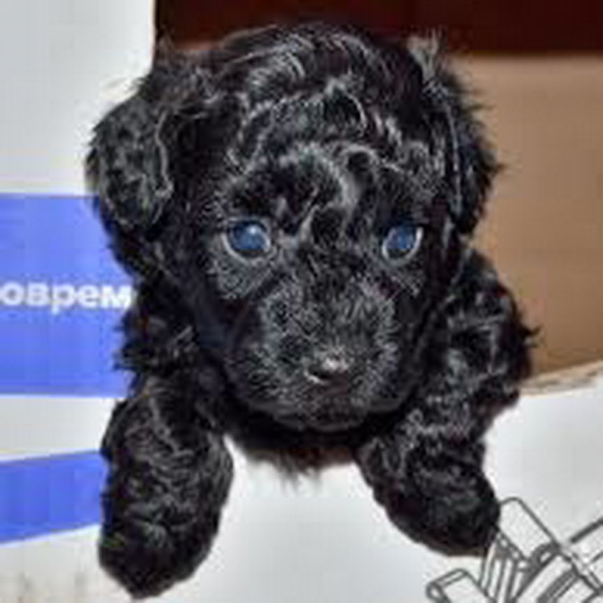 Продам пуделя