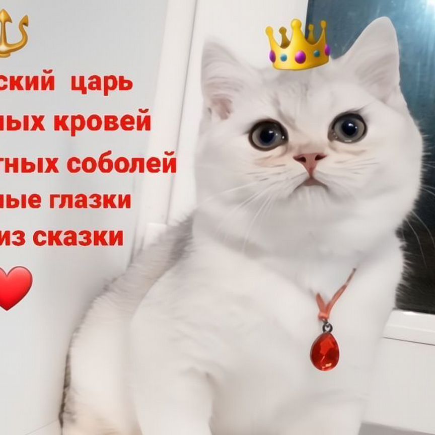 Шотландский прямоухий короткошёрстный котёнок