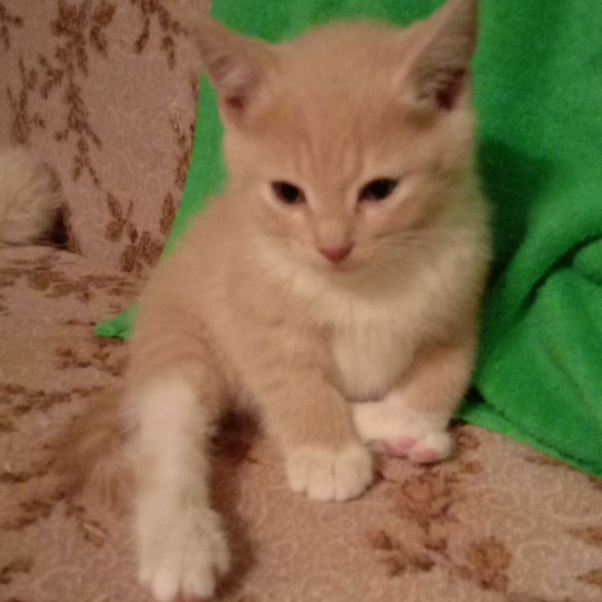 Котёнок в добрые руки