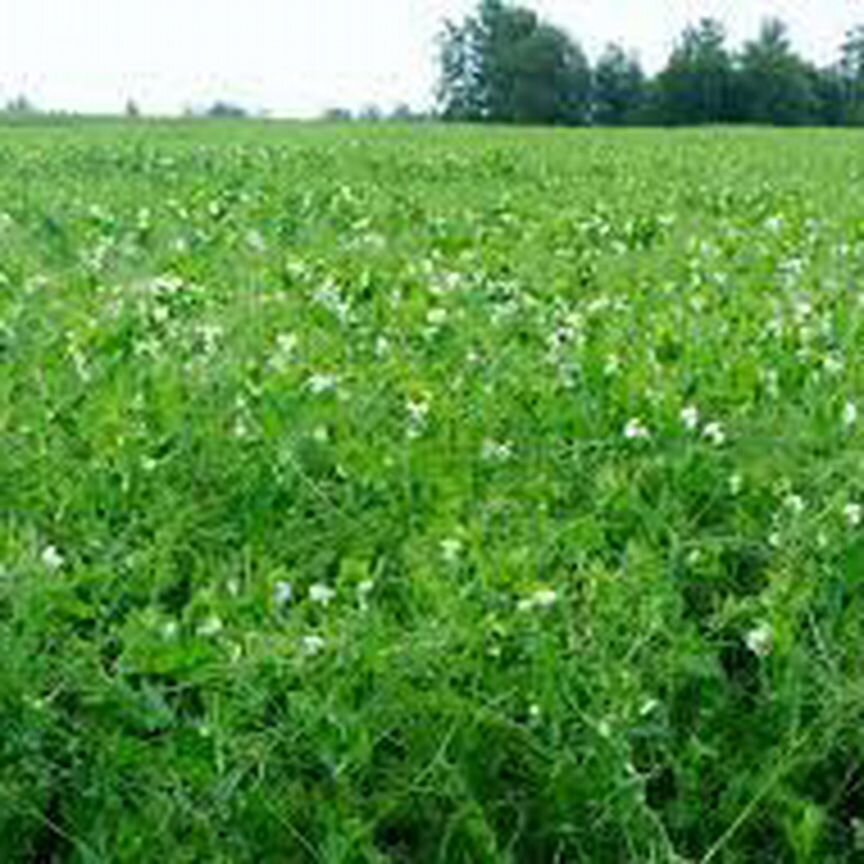 Горох кормовой