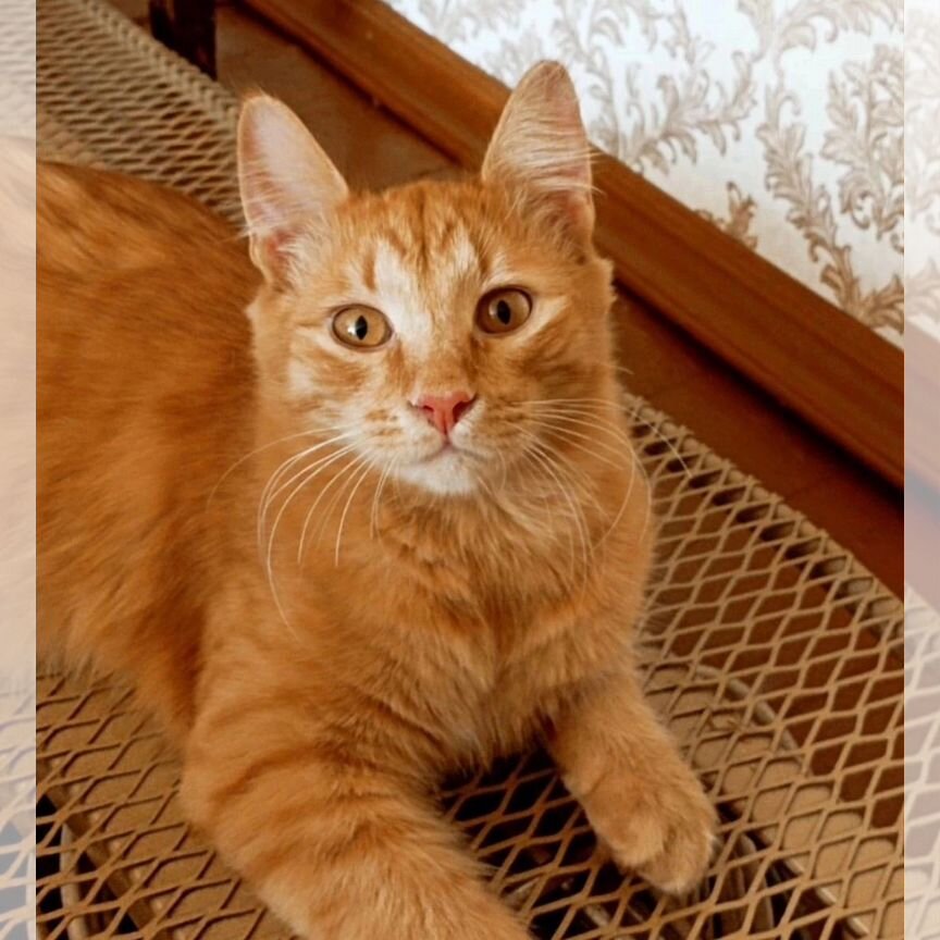 Рыжий котик