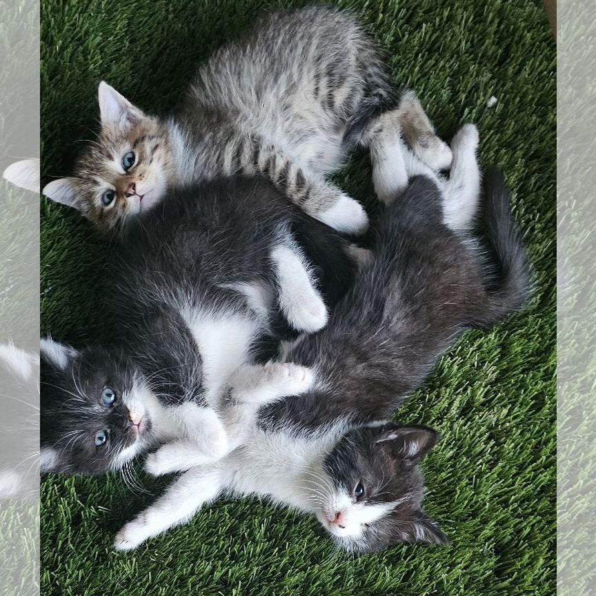 Котята в добрые руки бесплатно