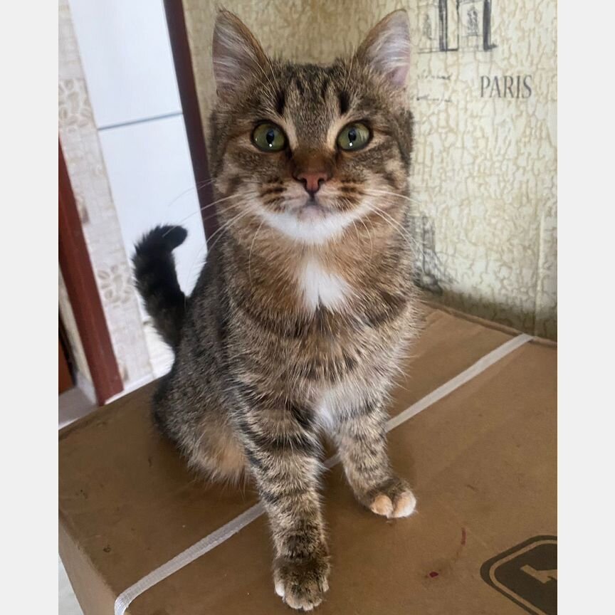 Котенок в добрые руки