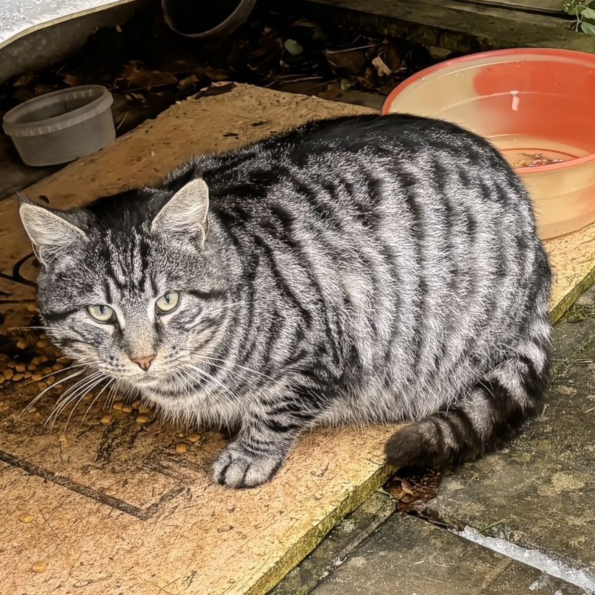 Взрослый кот в добрые руки