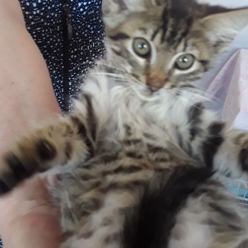 Маленький котенок