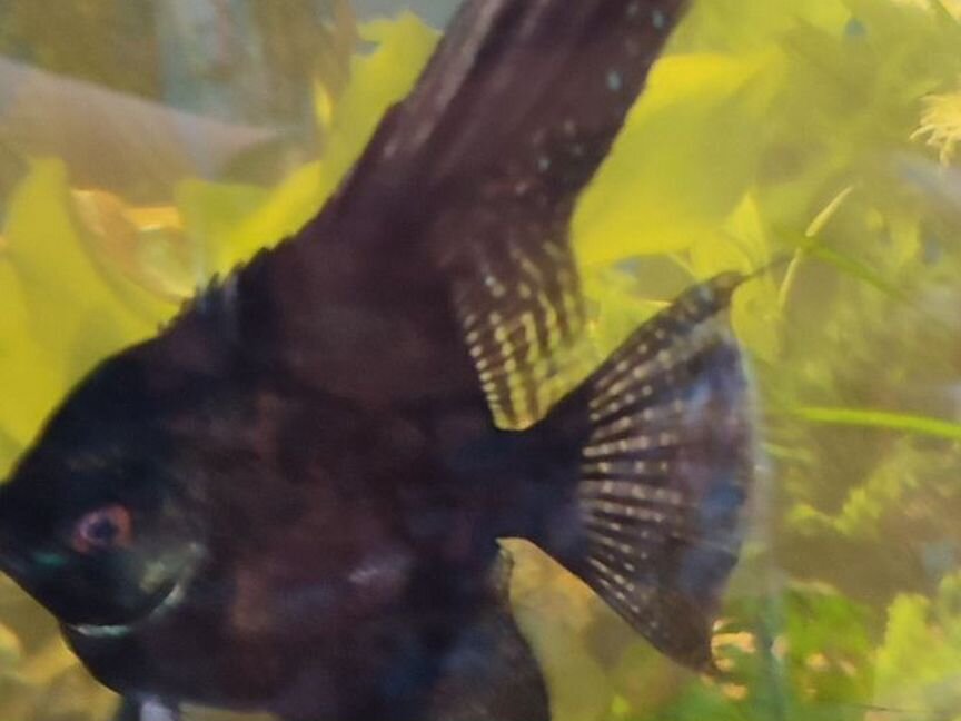 Скалярия черная