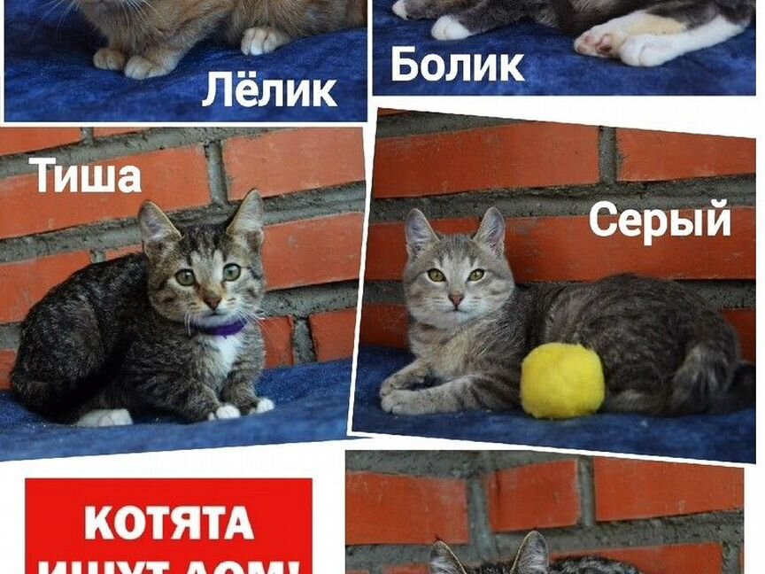 Отдам котят