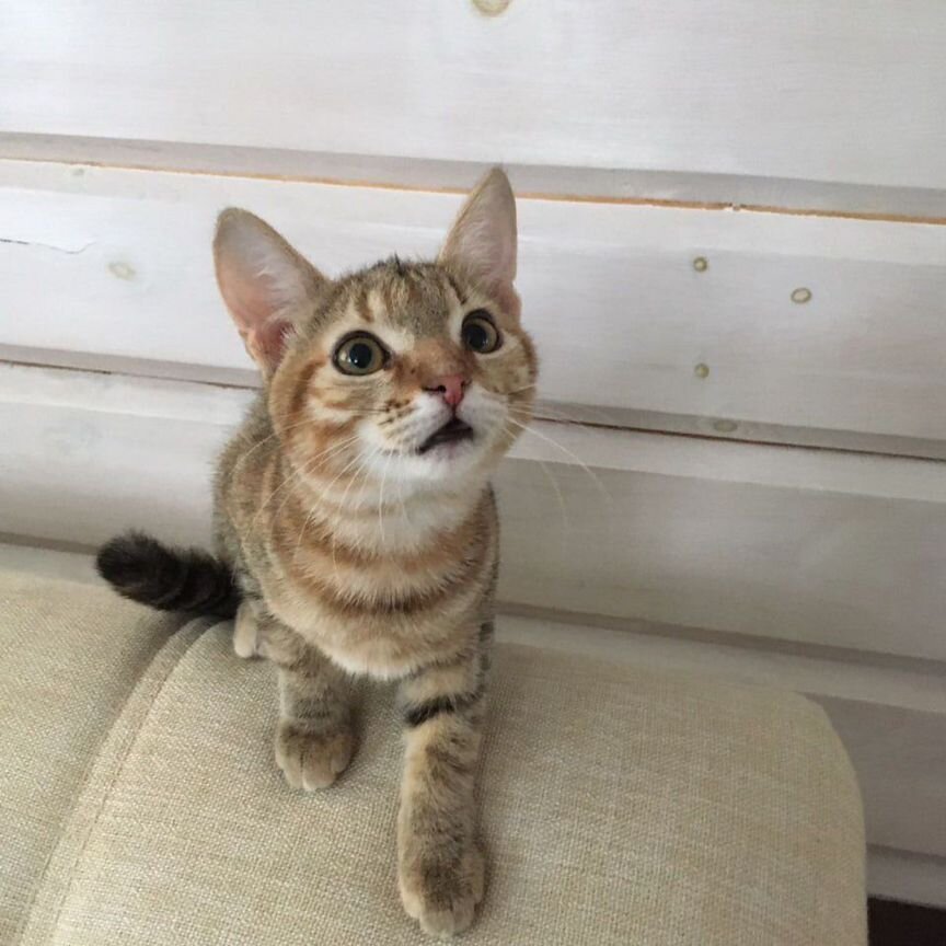 Спасёныши из Воронежа