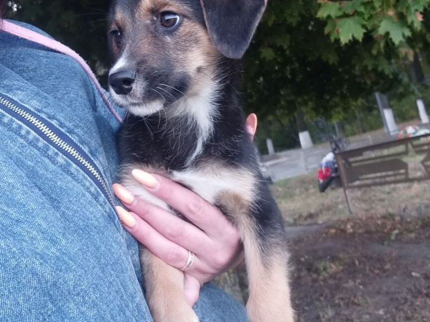 Собаки щенки маленькой породы