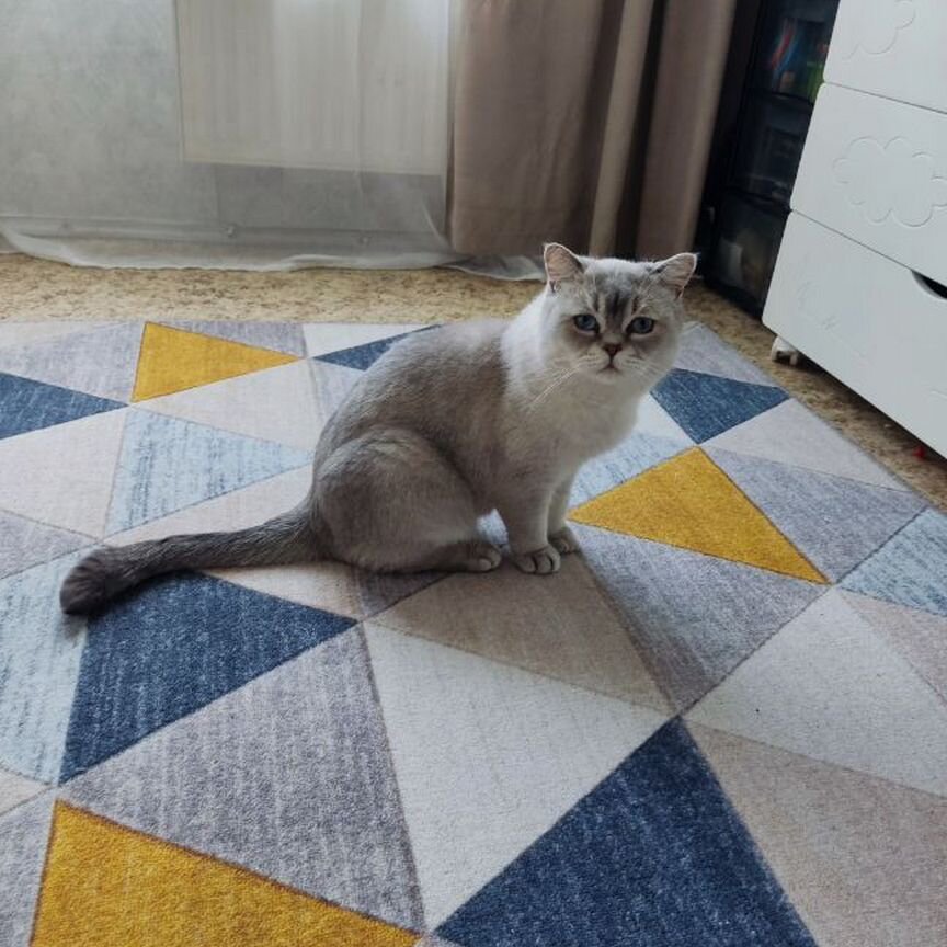 Котик в добрые руки