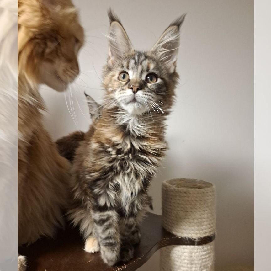 Мейн-кун котёнок