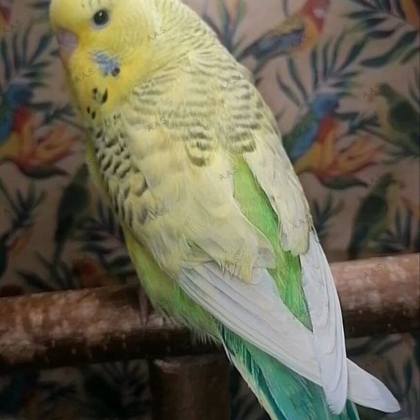 Птенцы волнистый попугай