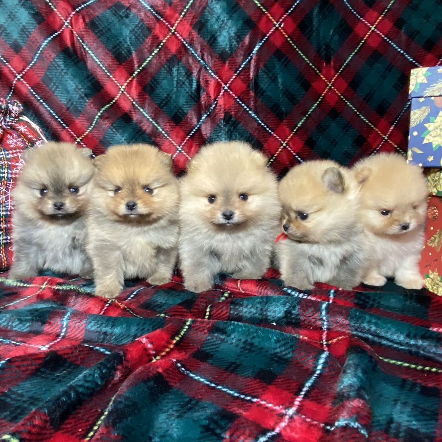 Померанский шпиц