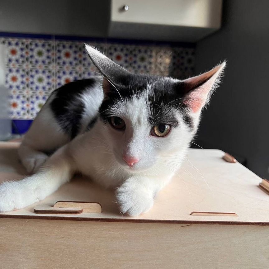 Котеное мальчик 2,5 месяца