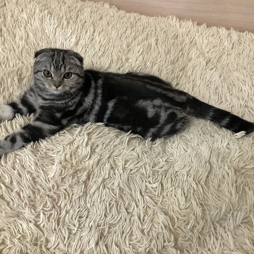 Шотландская вислоухая кошка