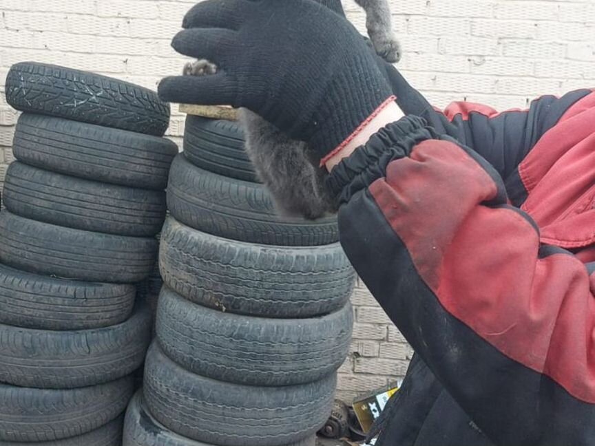 Кошечка молодая. Подросток