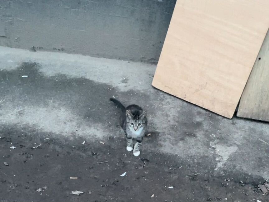 Котенок ответственному родителю