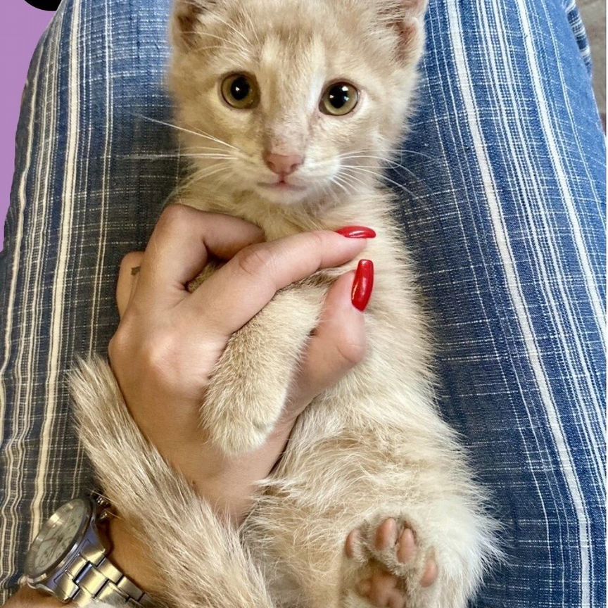 Малыш котёнок Гриша