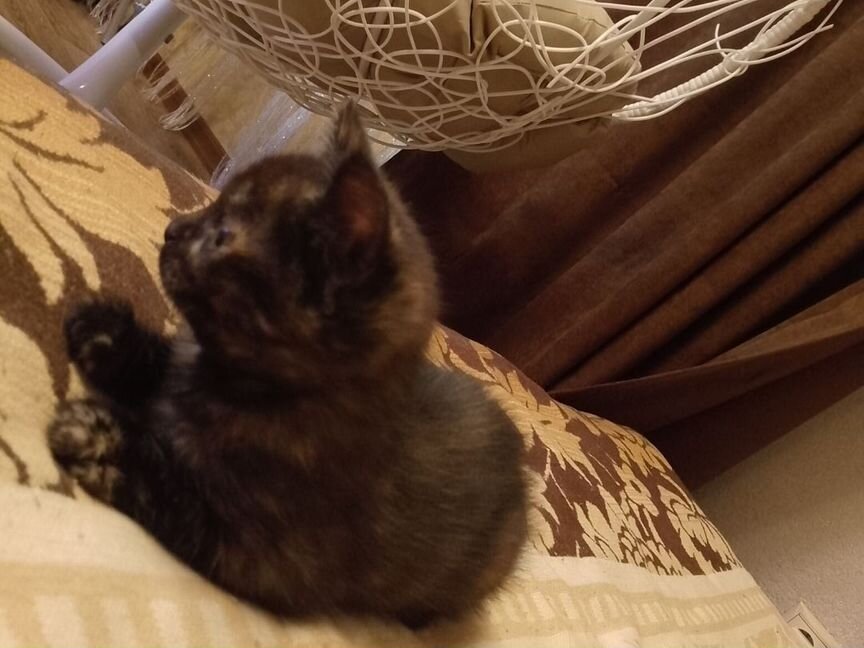 Котéнок британской кошечки