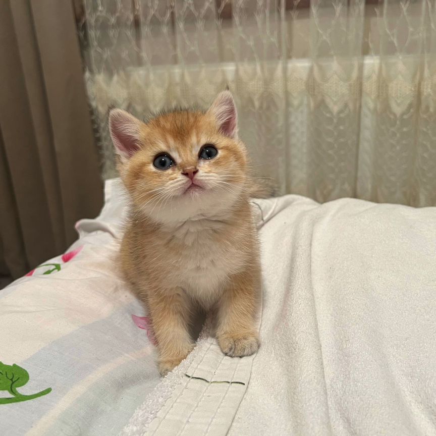 Котята золотая шиншилла