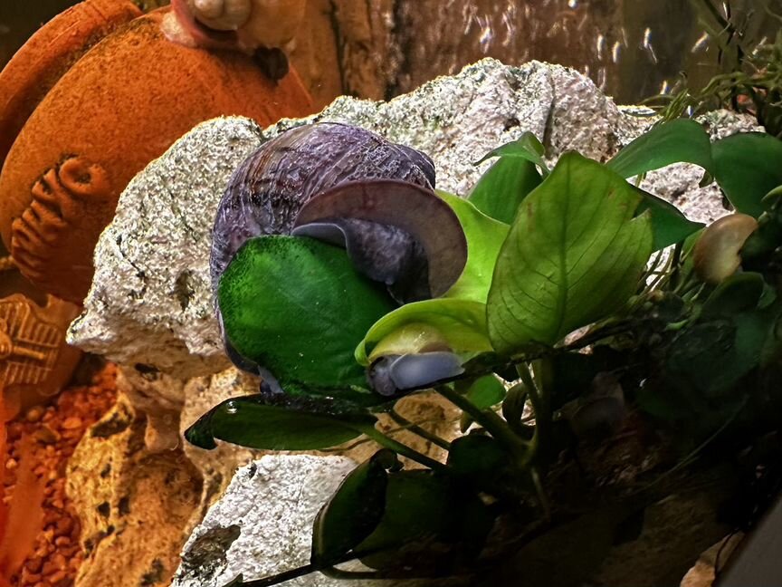 Ампулярия (Pomacea bridgesii)