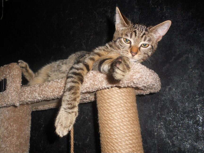 Котики котята 3 мес