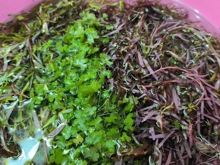 Прополка аквариумная ротала гидрокотила