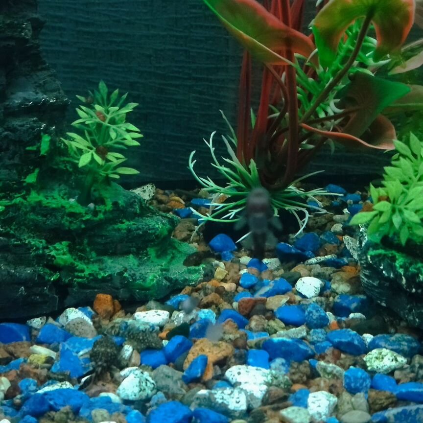 Сомик прилипала