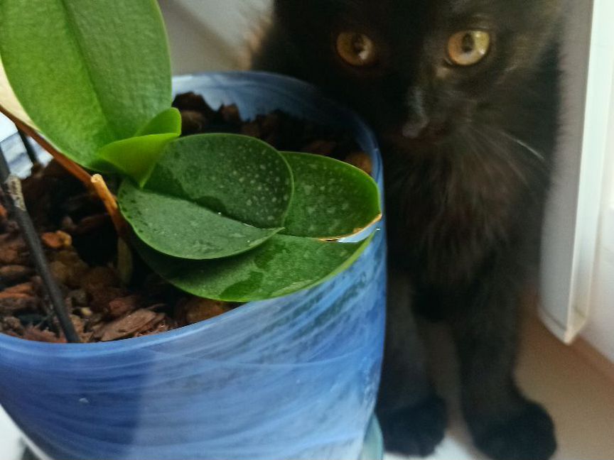 Кошка