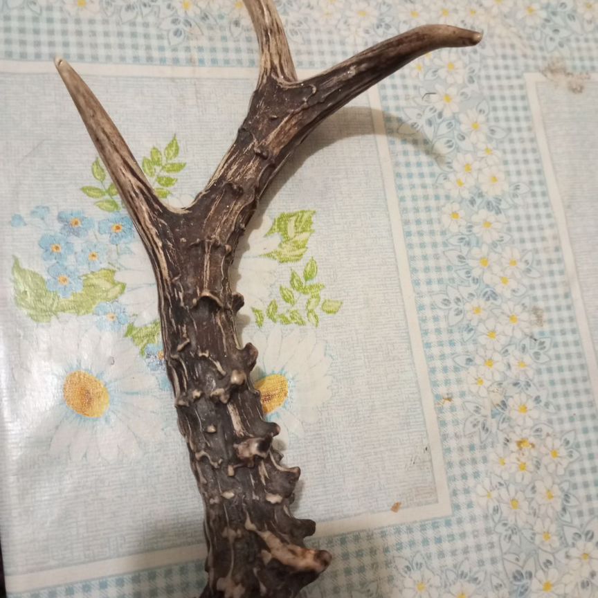 Лакомство-погрызушка "Рог косули"