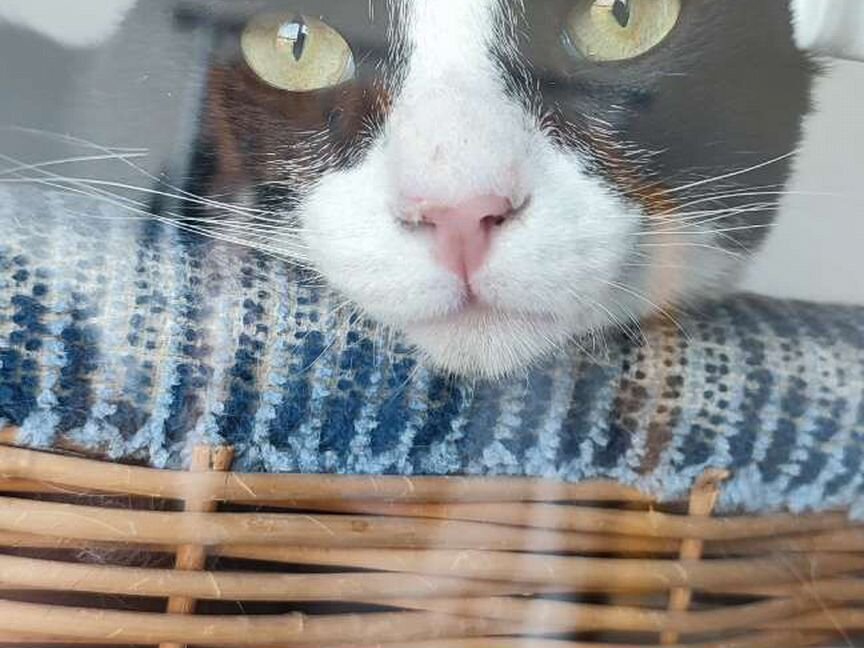 Кошка в дар бесплатно