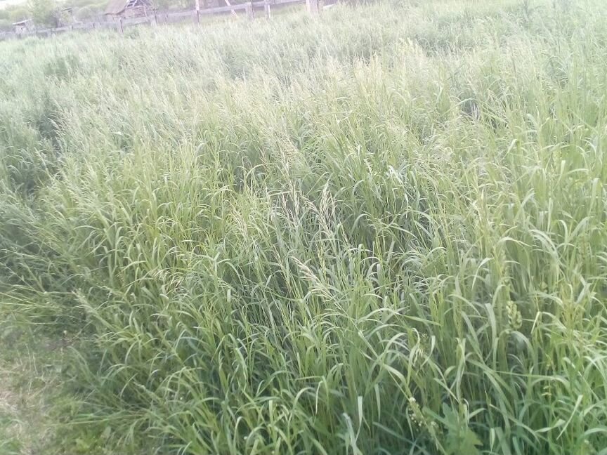 Сено в мешках костёр