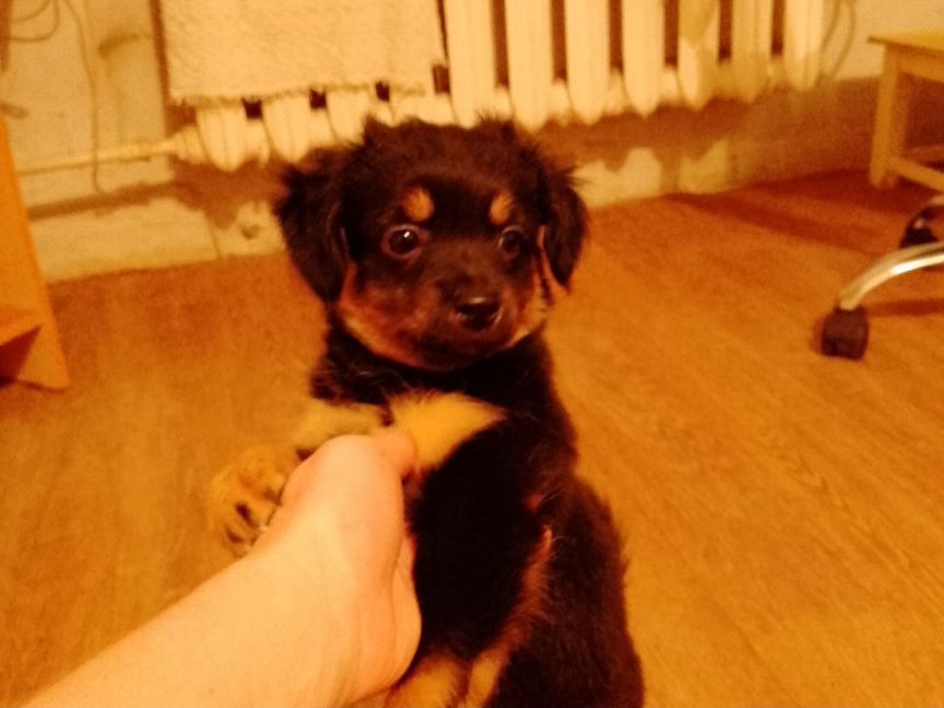 Той-терьер девочка