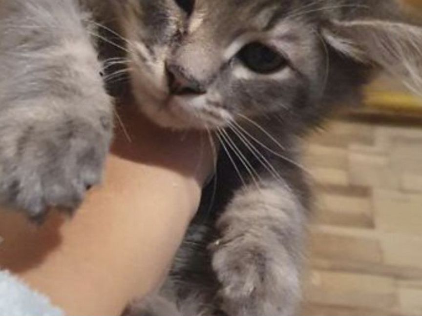 Котик Тимоша