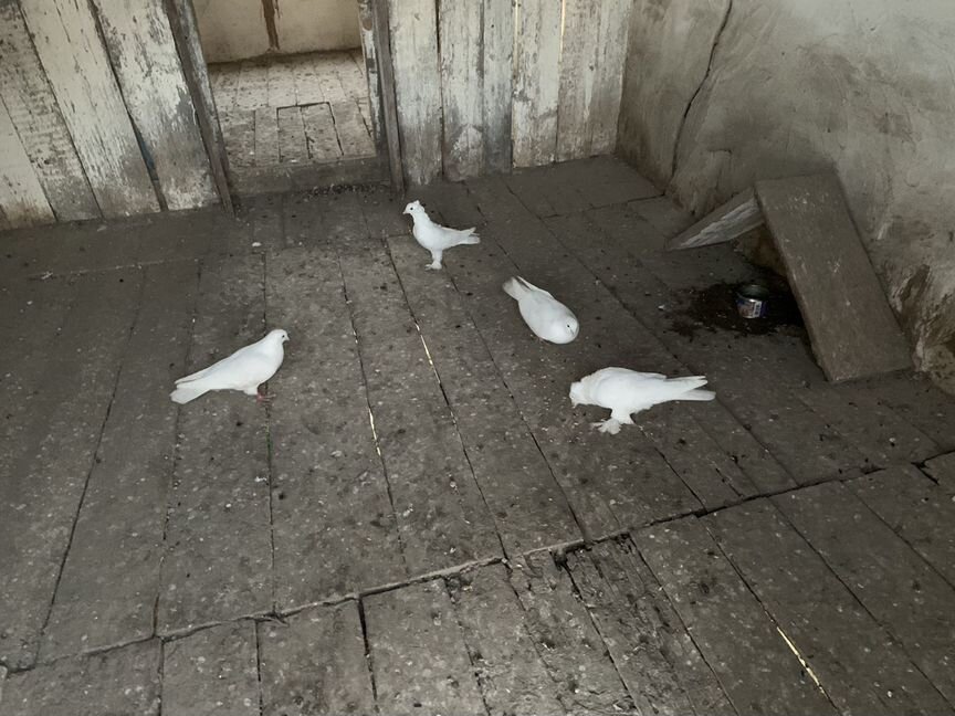 Голубь