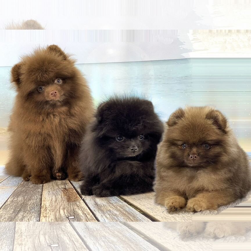 Померанский шпиц, щенок
